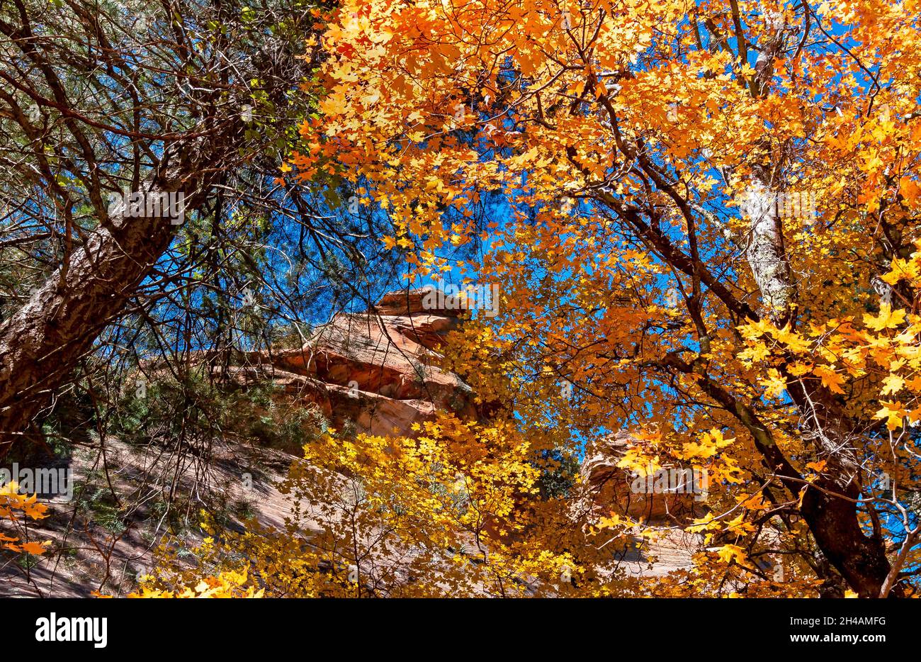 lose up view of vibrant fall colors in Oak Creek Canyon in Sedona AZ ...