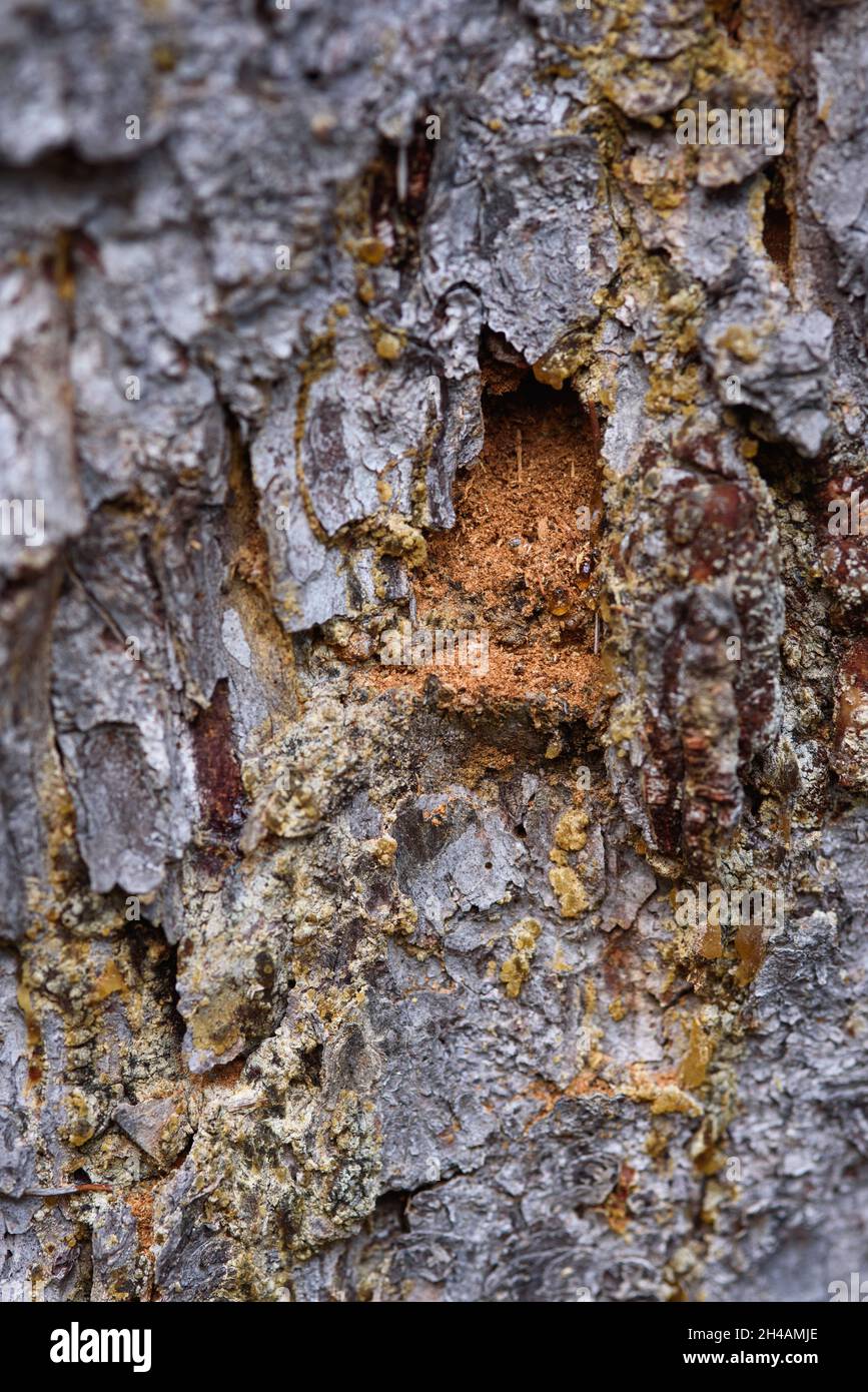 Bark beetle worm invasion hi-res stock photography and images - Alamy