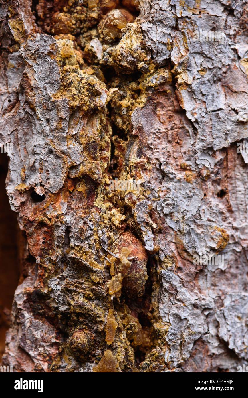 Bark of an old pine tree with streaks of amber resin close-up Stock ...