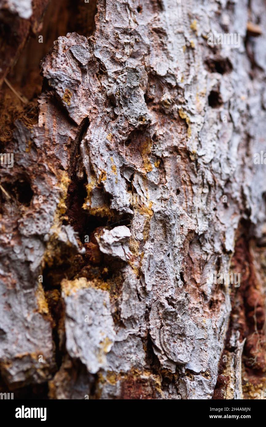 Liquid amber tree hi-res stock photography and images - Alamy