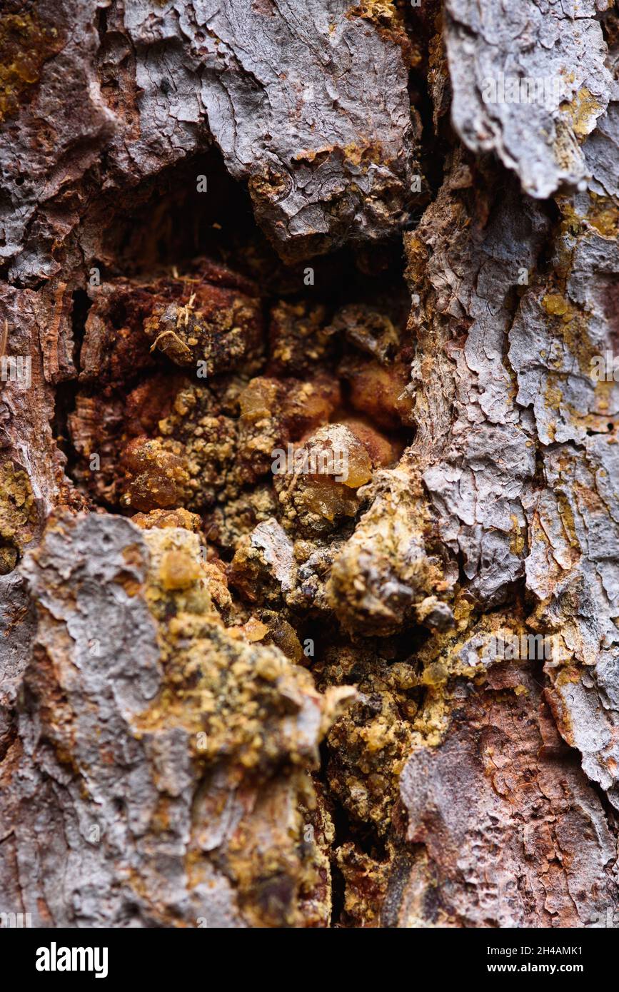 Bark of an old pine tree with streaks of amber resin close-up Stock ...