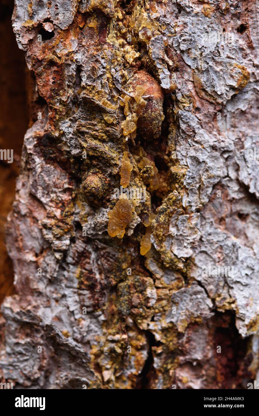 Bark of an old pine tree with streaks of amber resin close-up Stock ...