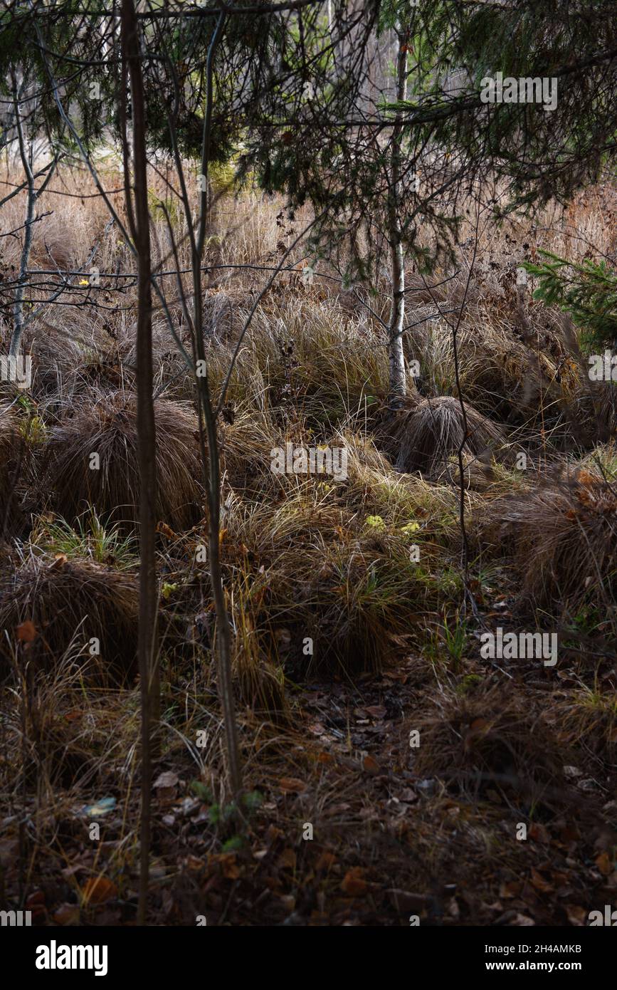Exit from the forest to the field through a swampy place with hummocks ...