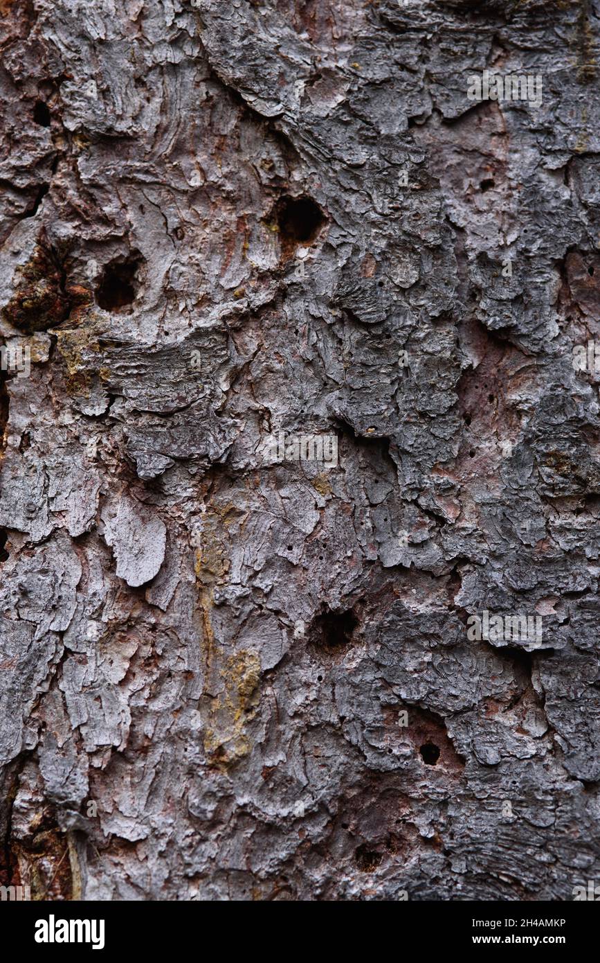 Bark beetle worm invasion hi-res stock photography and images - Alamy
