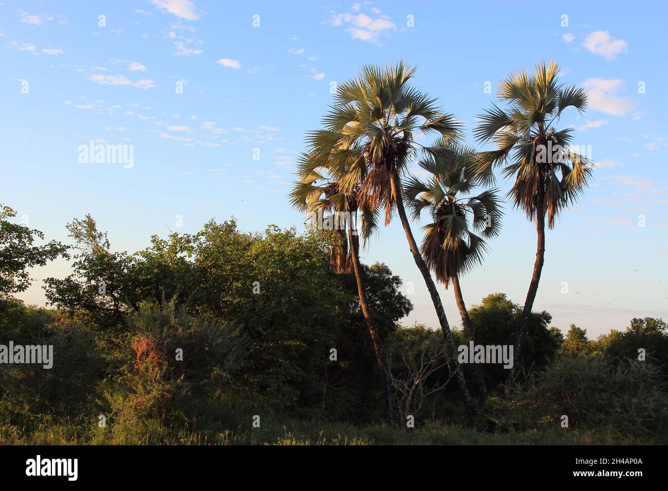 Afrikanischer Busch / African Bush Stock Photo - Alamy