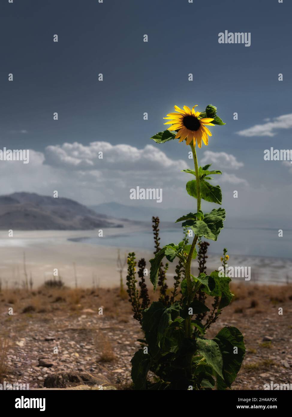Vertical shot of a lone sunflower plant at the Antelope Island State ...
