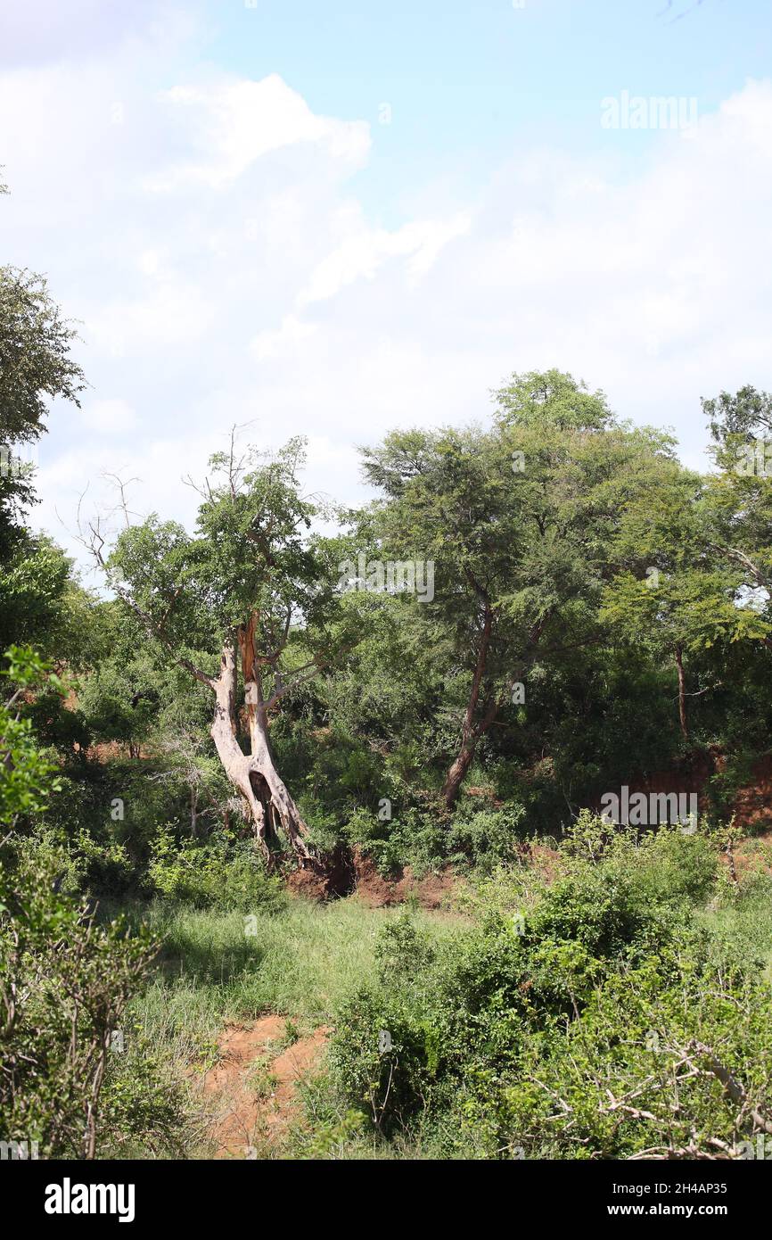 Afrikanischer Busch / African Bush Stock Photo - Alamy