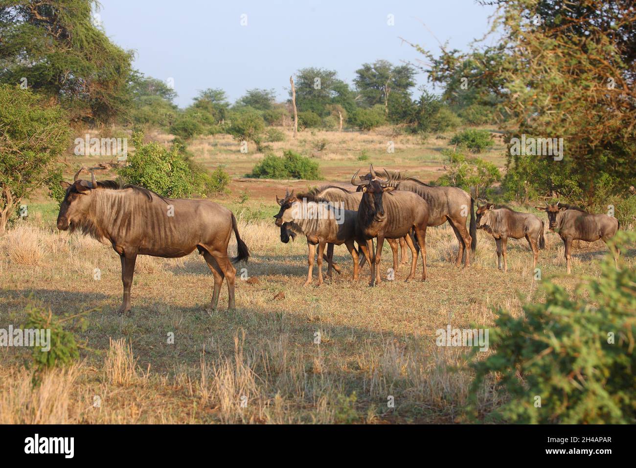 Streifengnu / Blue wildebeest / Connochaetes taurinus Stock Photo - Alamy