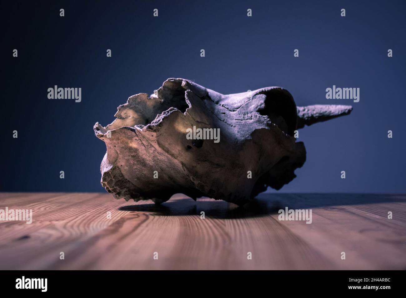 Skulls on table hi-res stock photography and images - Alamy