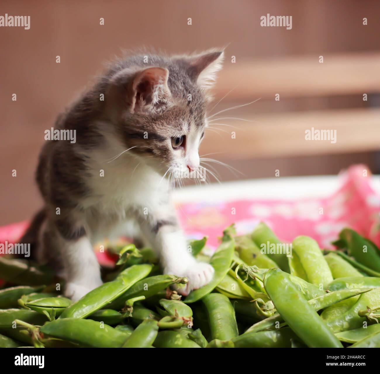 Cute baby cat playing around Stock Photo - Alamy