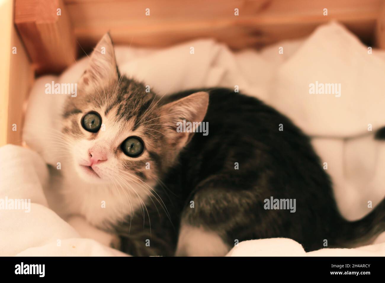 Cat playing under blanket hi-res stock photography and images - Alamy