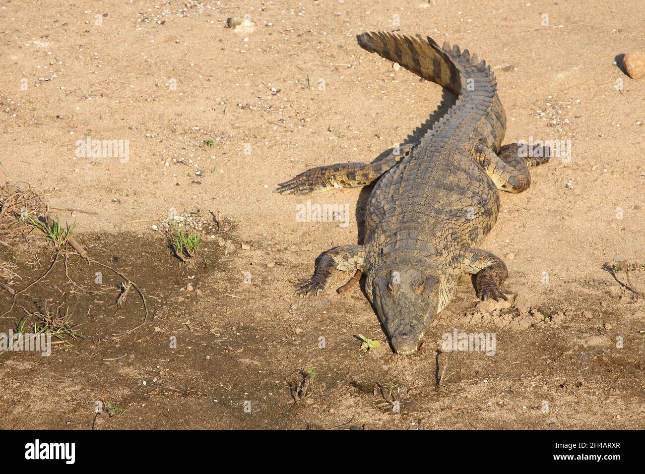 Nilkrokodil / Nile crocodile / Crocodylus niloticus Stock Photo - Alamy