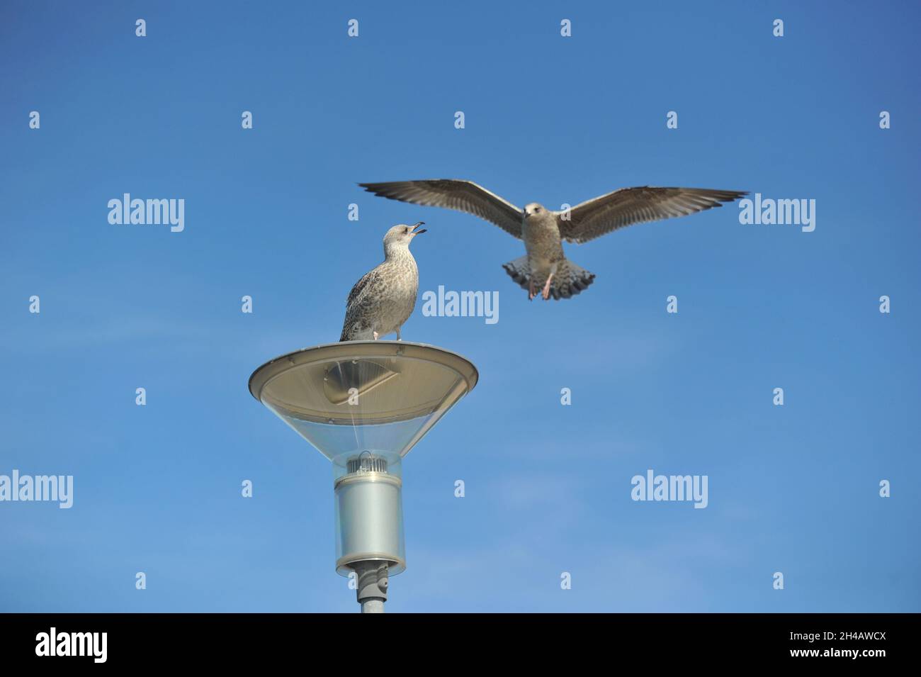 An adult common gull or Mew gull standing on a roof, Colosseum of Rome ...