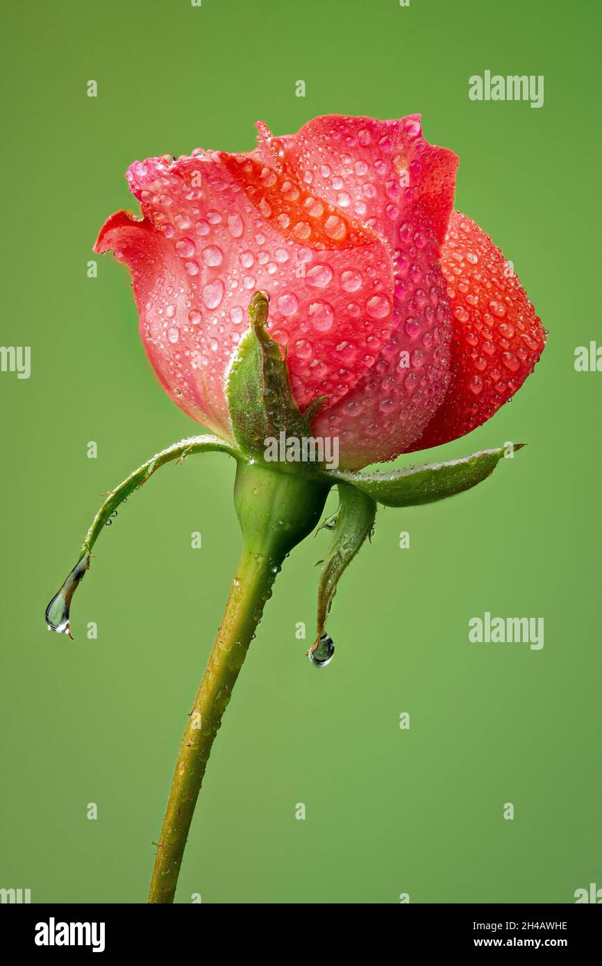 Dewy morning hi-res stock photography and images - Alamy