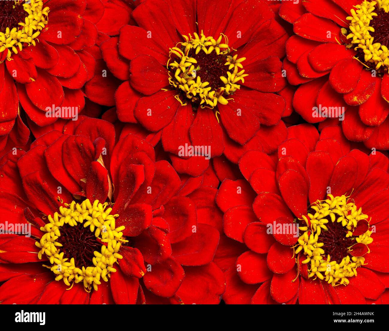 Genus of tribe of heliantheae hi-res stock photography and images - Alamy