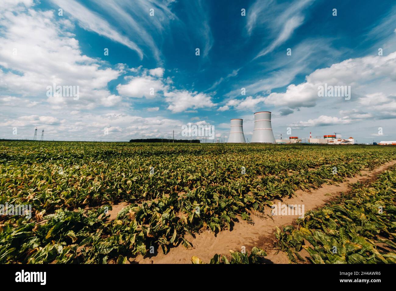 Field near the nuclear power plant in the Ostrovetsky district.Field ...
