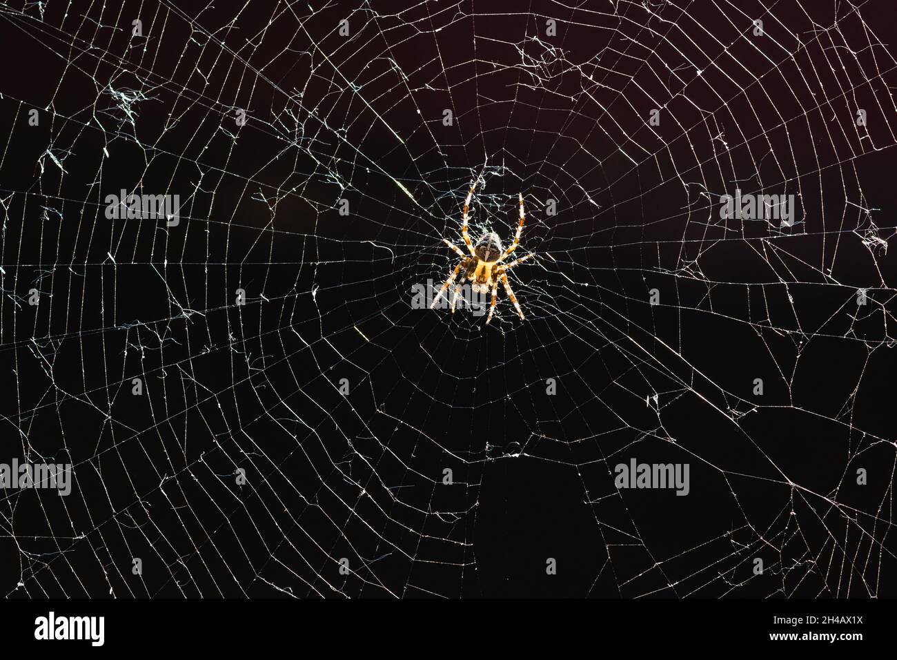 A cross spider (lat. Araneus) from the genus of araneomorphic spiders ...