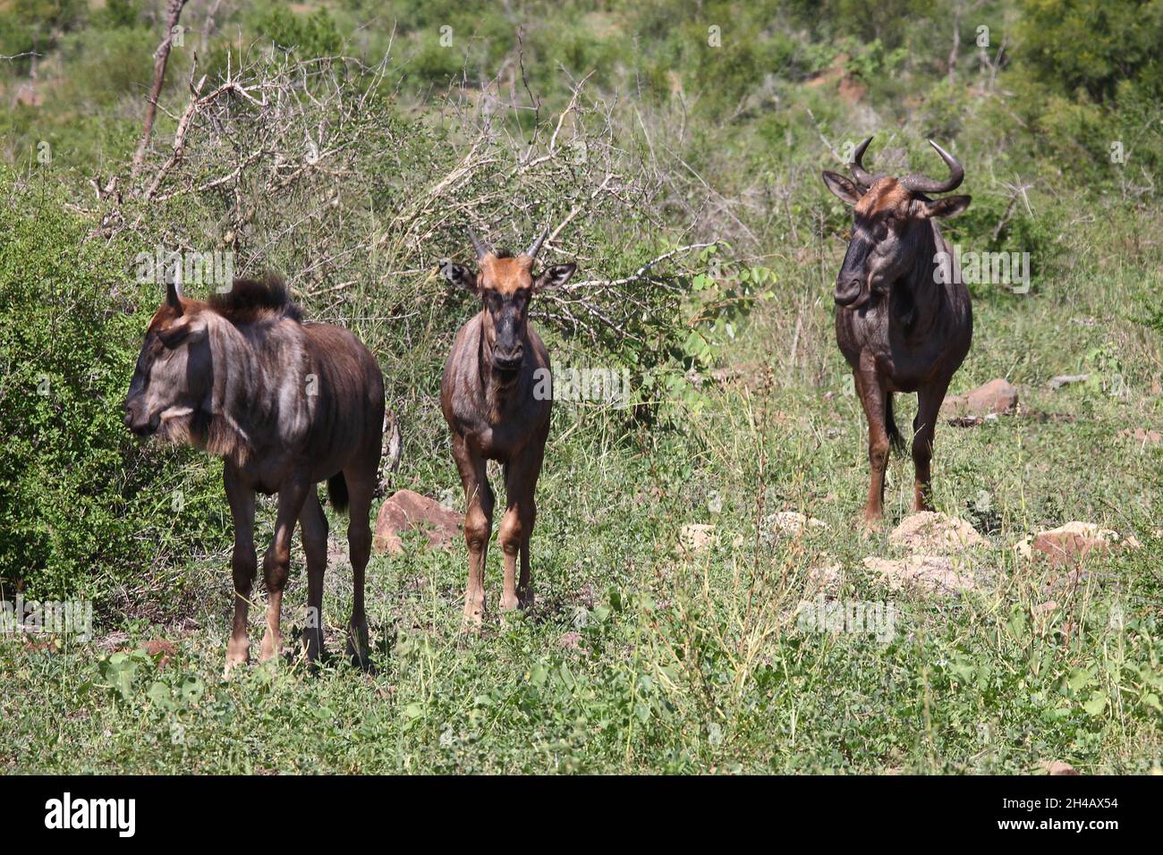 Streifengnu / Blue wildebeest / Connochaetes taurinus Stock Photo - Alamy