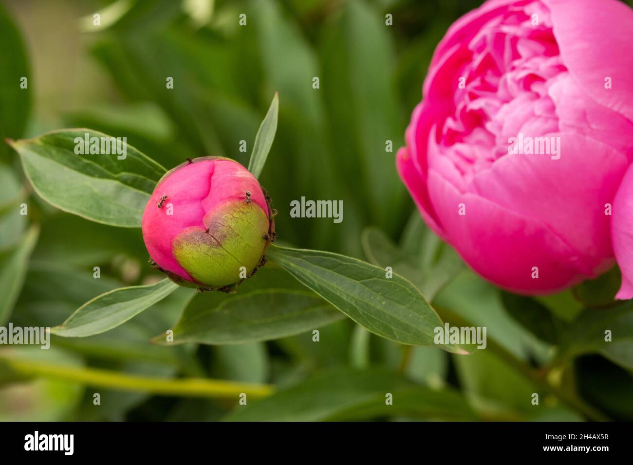 Macro photography of an ant on a peony Bud.Blooming peony flower Bud ...