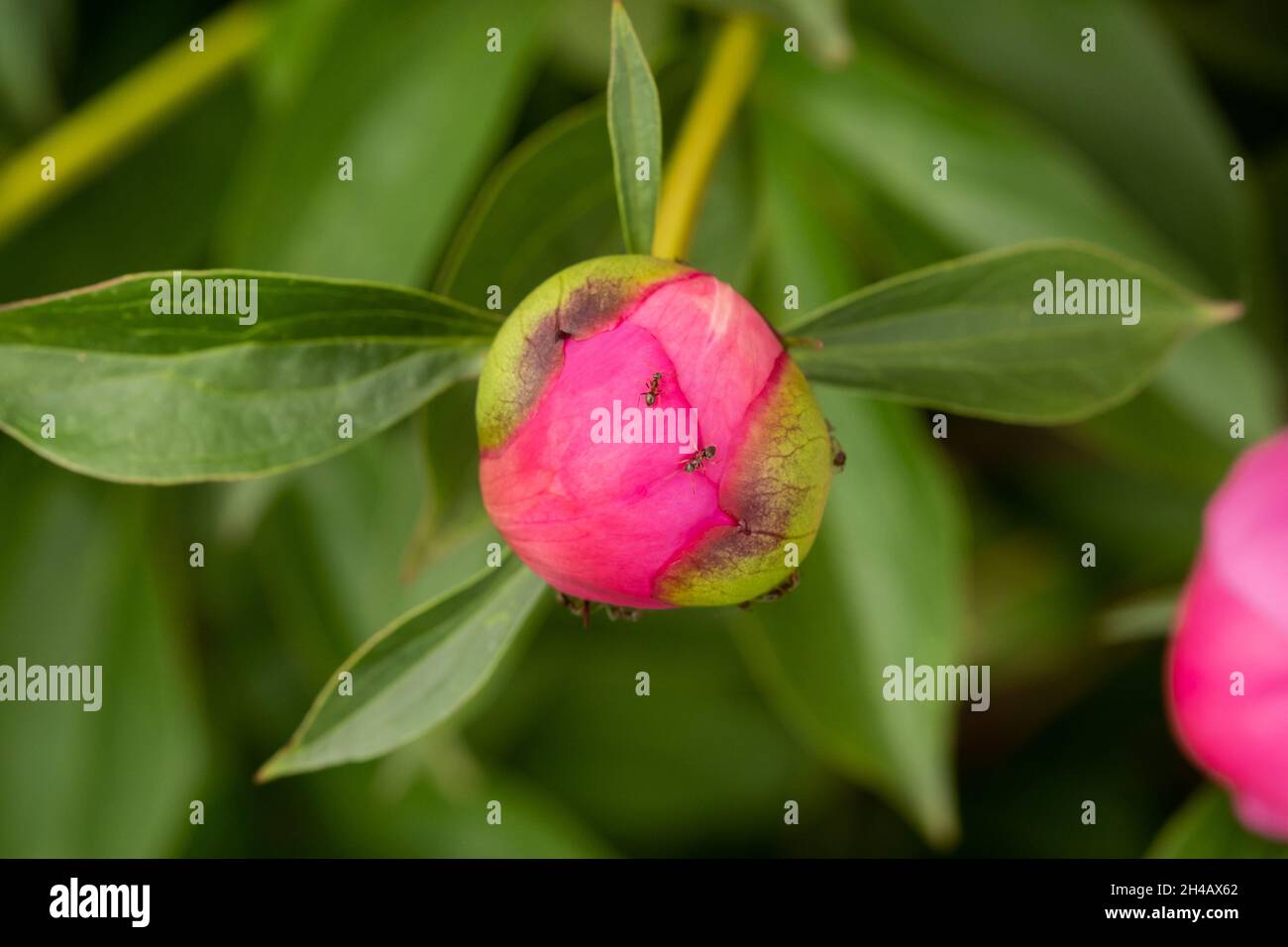Macro photography of an ant on a peony Bud.Blooming peony flower Bud ...
