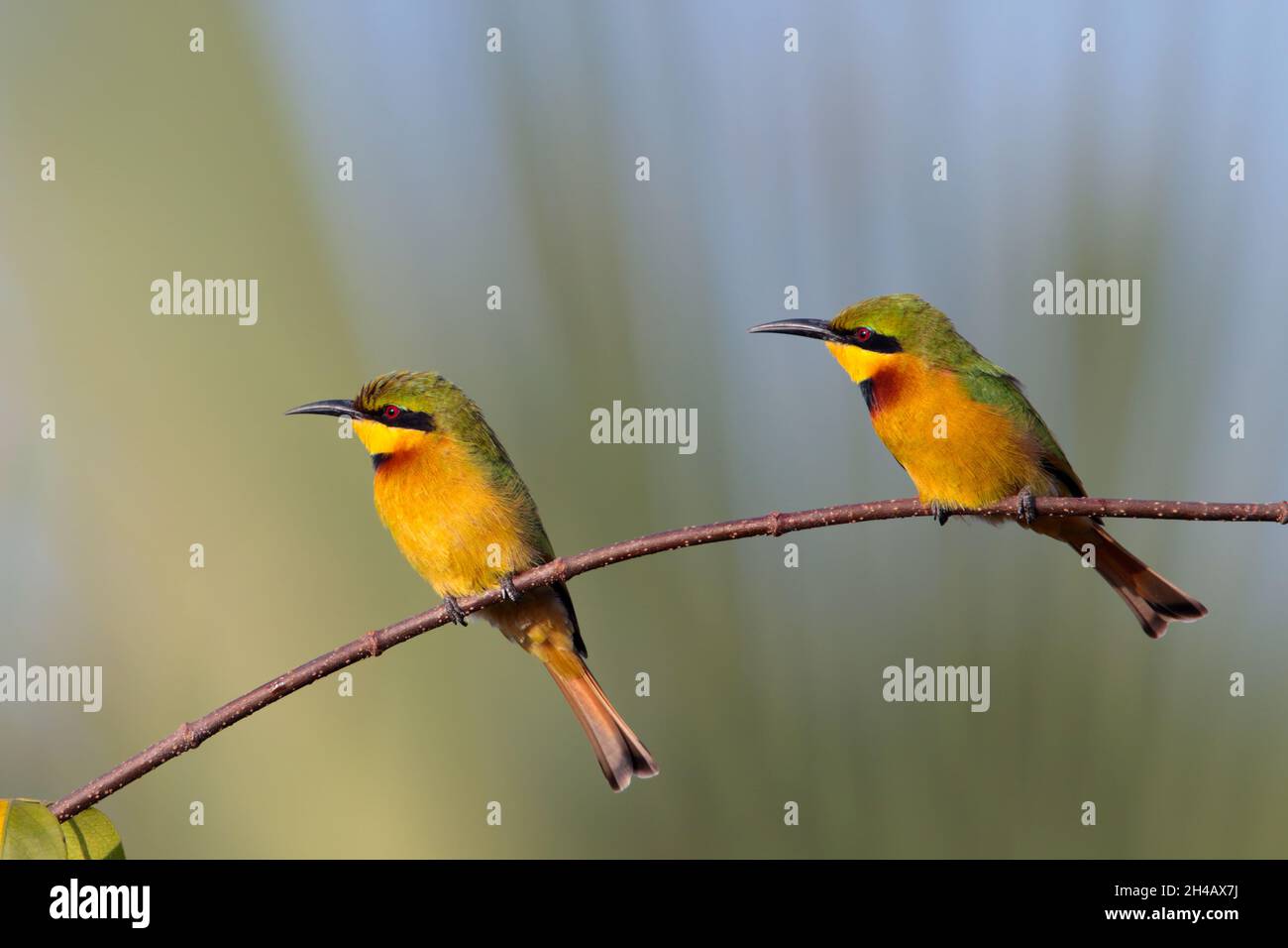 A pair of Little Bee-eaters (Merops pusillus) sat together on a branch ...
