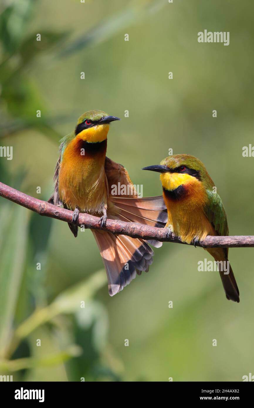 A pair of Little Bee-eaters (Merops pusillus) sat together on a branch ...