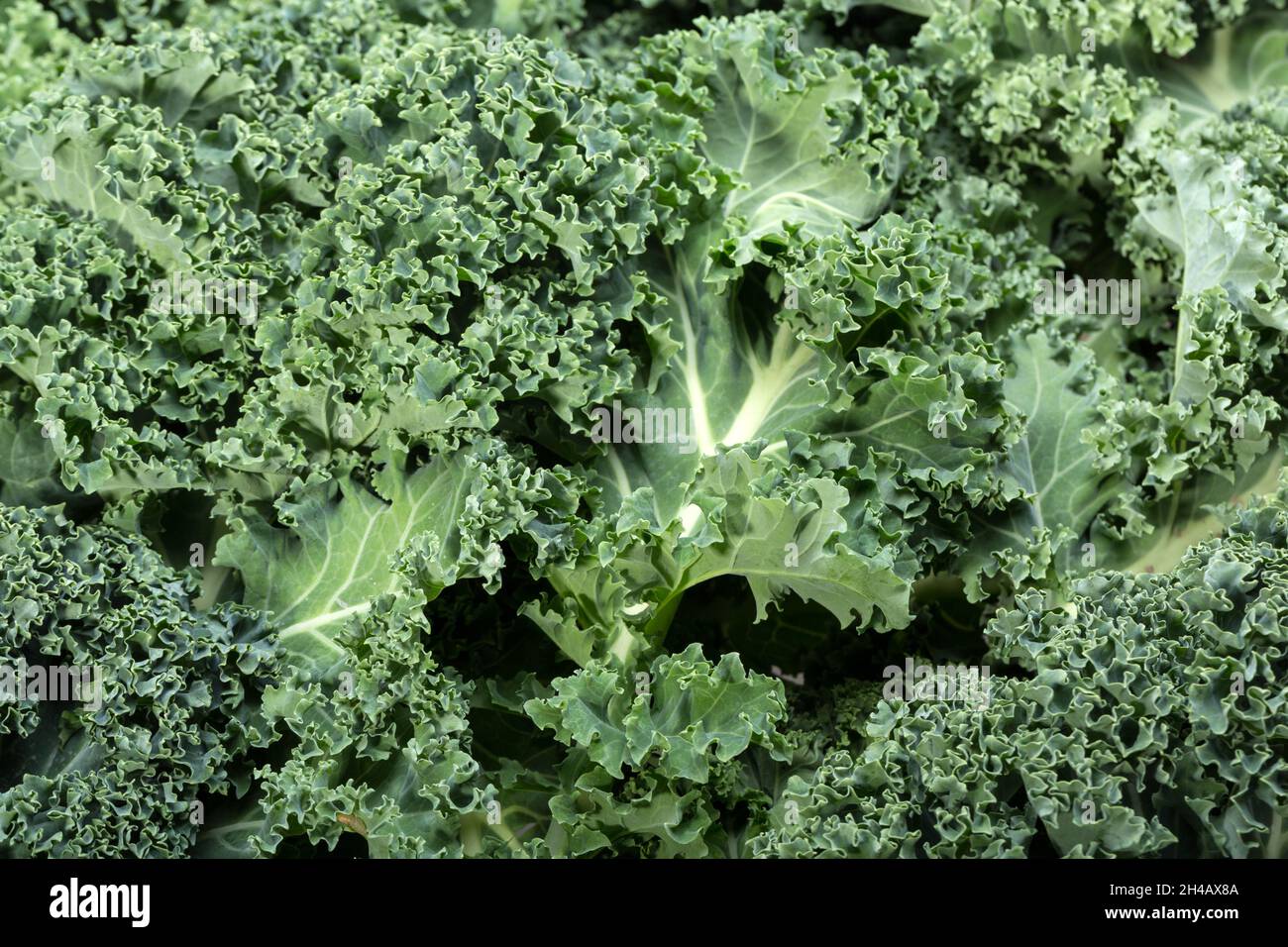 A healthy fresh curly kale Stock Photo - Alamy