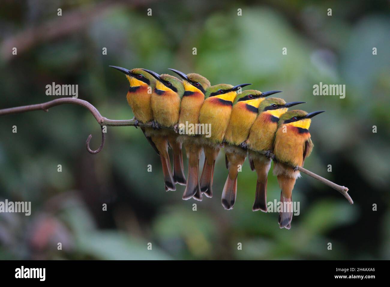 Bee eaters communal roosting hi-res stock photography and images - Alamy