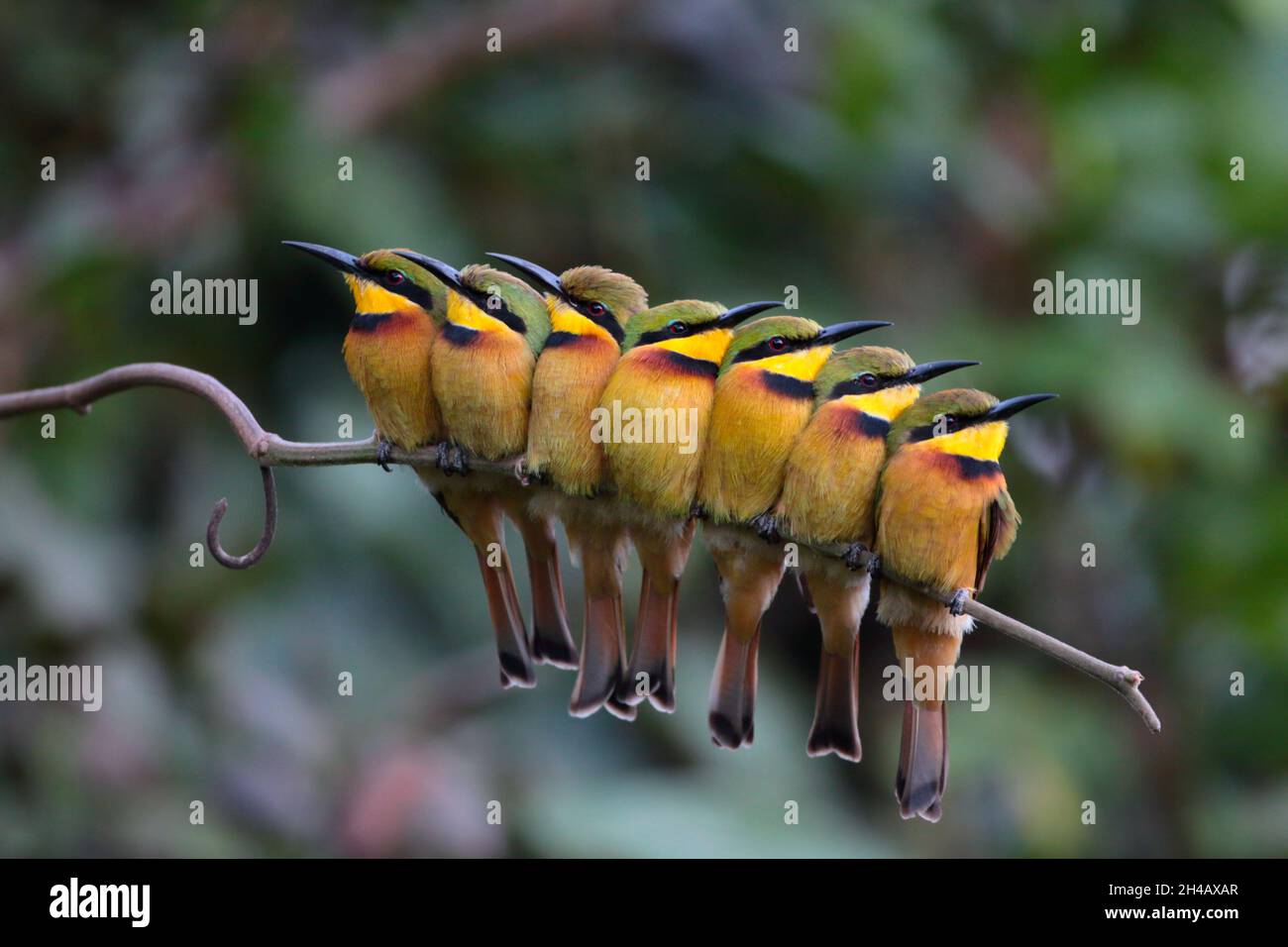 A communal roosting group of Little Bee-eaters (Merops pusillus) in the ...