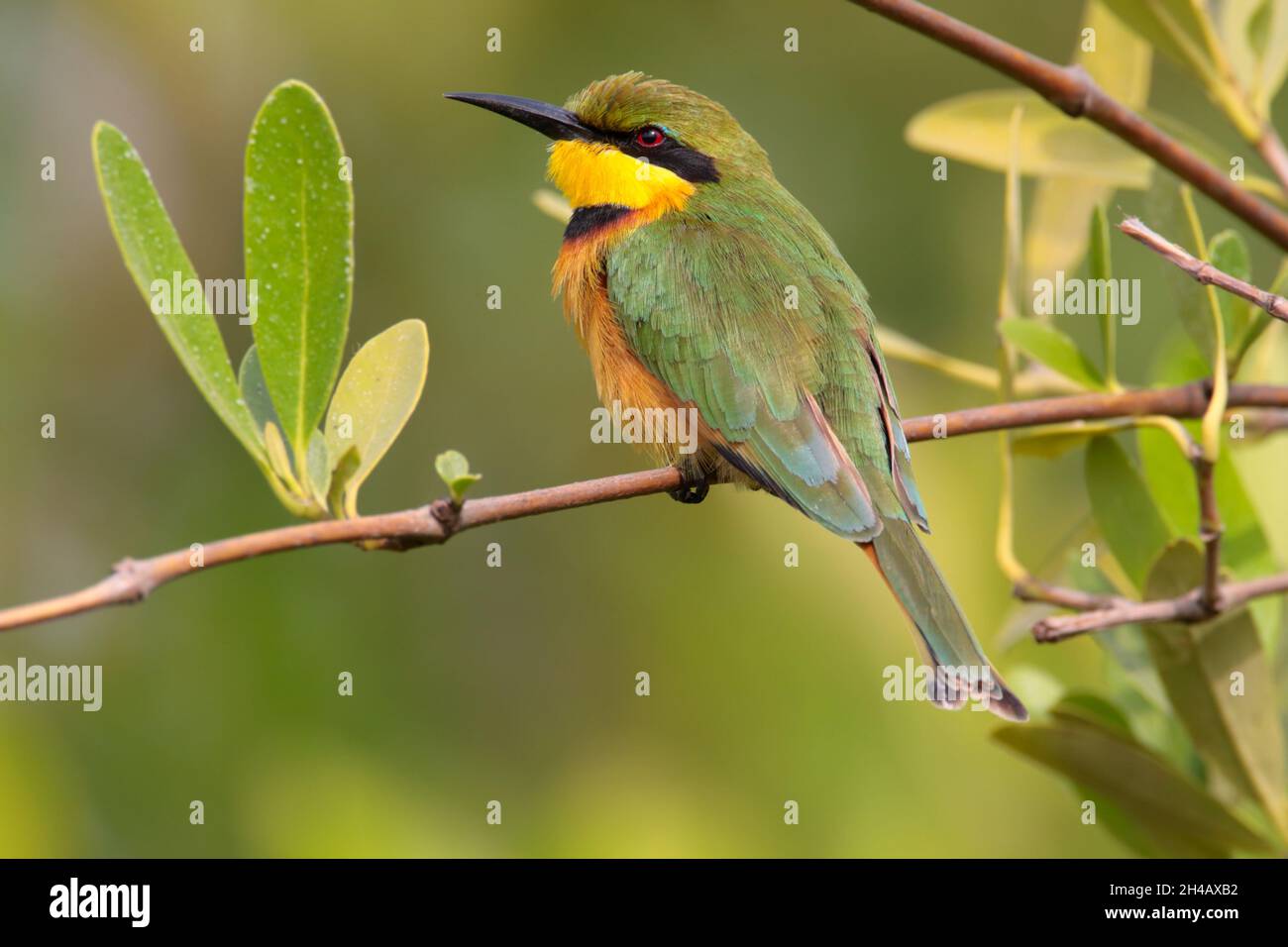 A single adult Little Bee-eater (Merops pusillus) perched in a tree in ...
