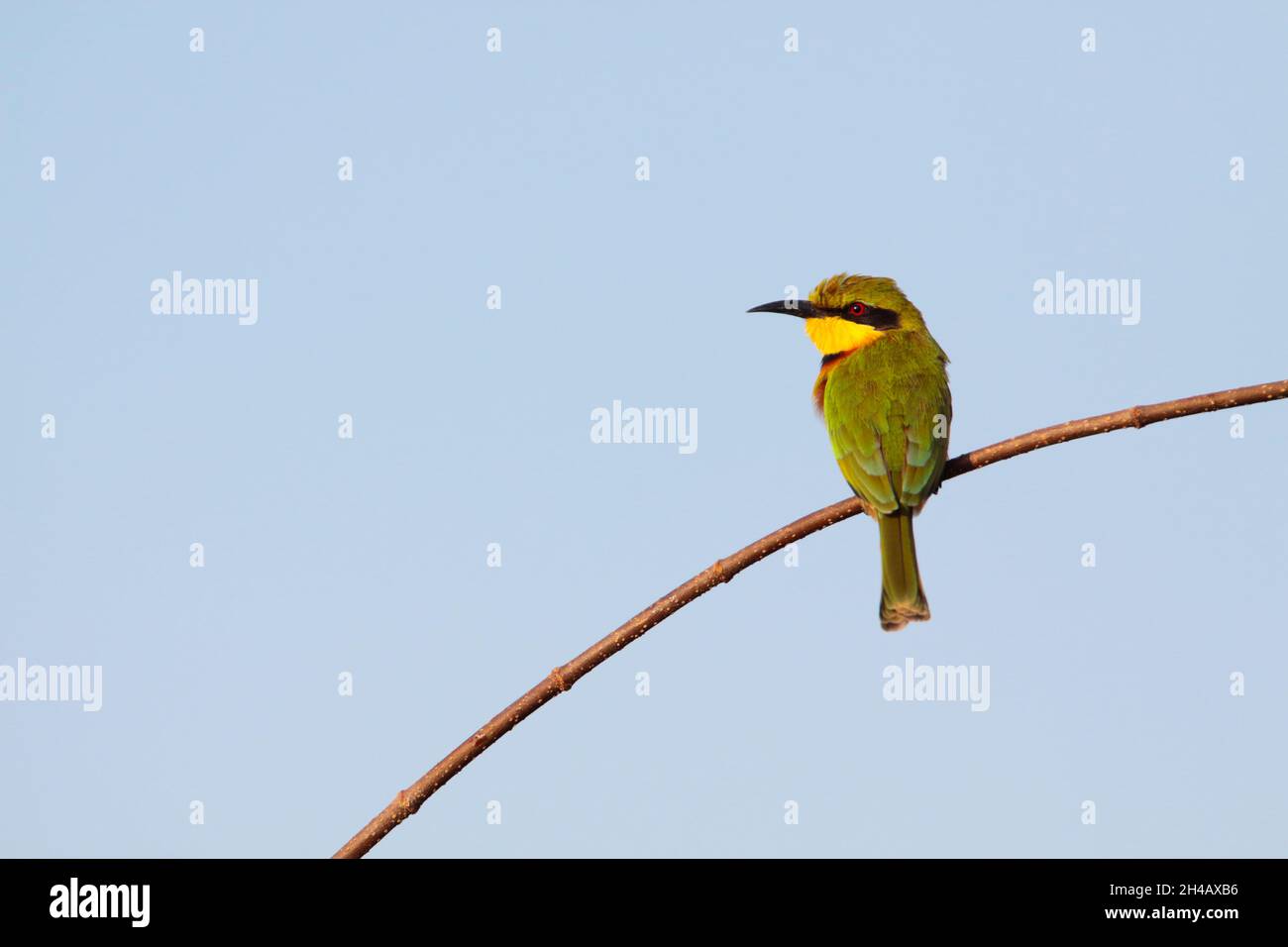 A single adult Little Bee-eater (Merops pusillus) perched in a tree in ...