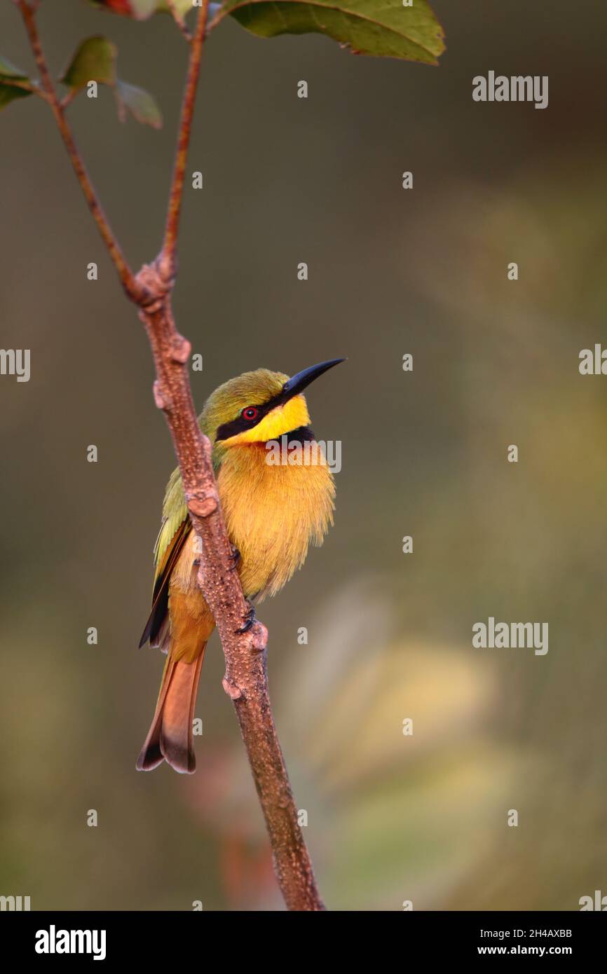 A single adult Little Bee-eater (Merops pusillus) perched in a tree in ...