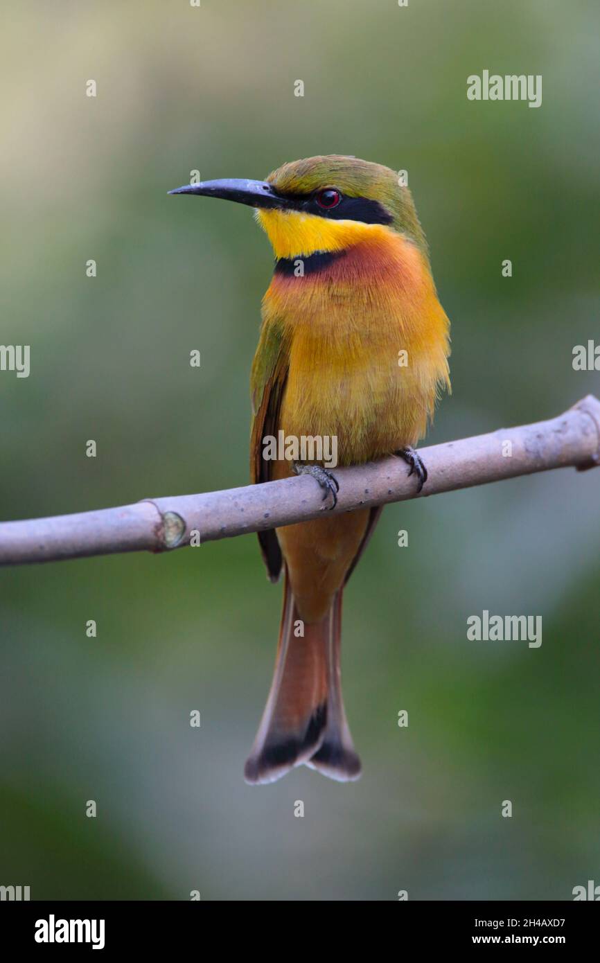 A single adult Little Bee-eater (Merops pusillus) perched in a tree in ...