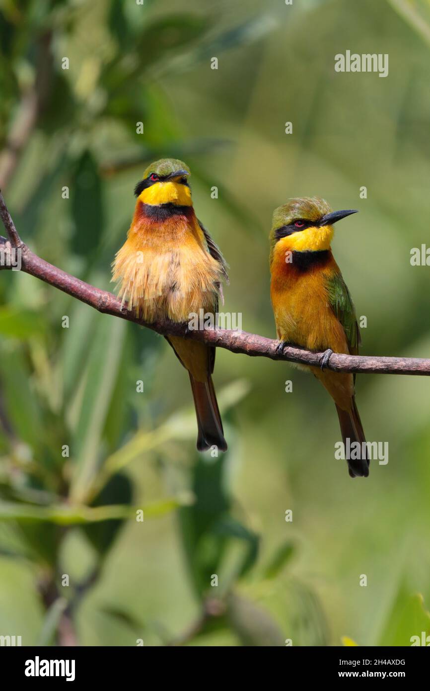 A pair of Little Bee-eaters (Merops pusillus) sat together on a branch ...