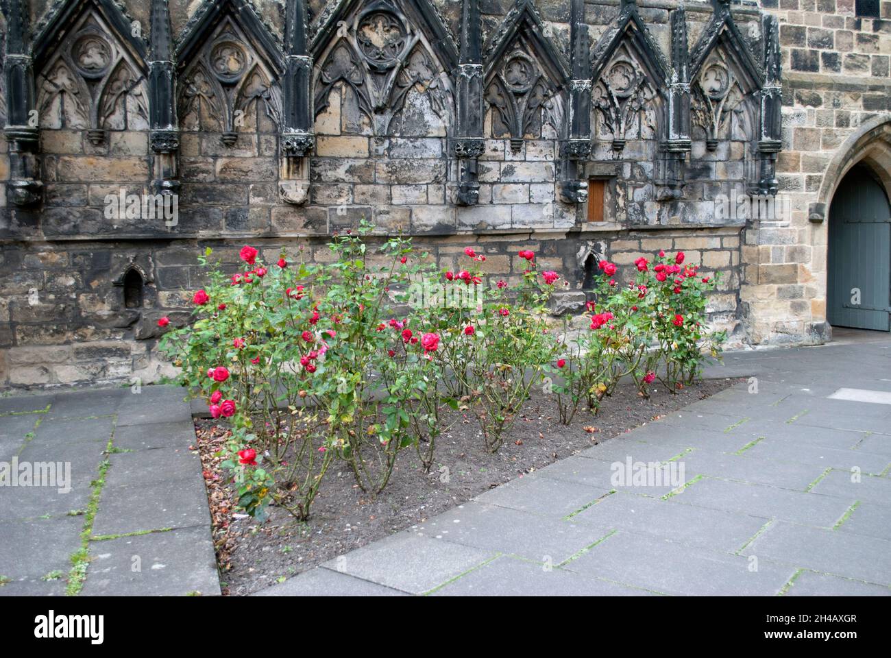 Wall outside Hexham Abbey with bed of red roses, Hexham, Northumberland ...