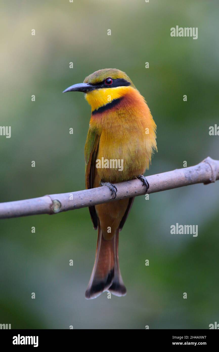 A single adult Little Bee-eater (Merops pusillus) perched in a tree in ...