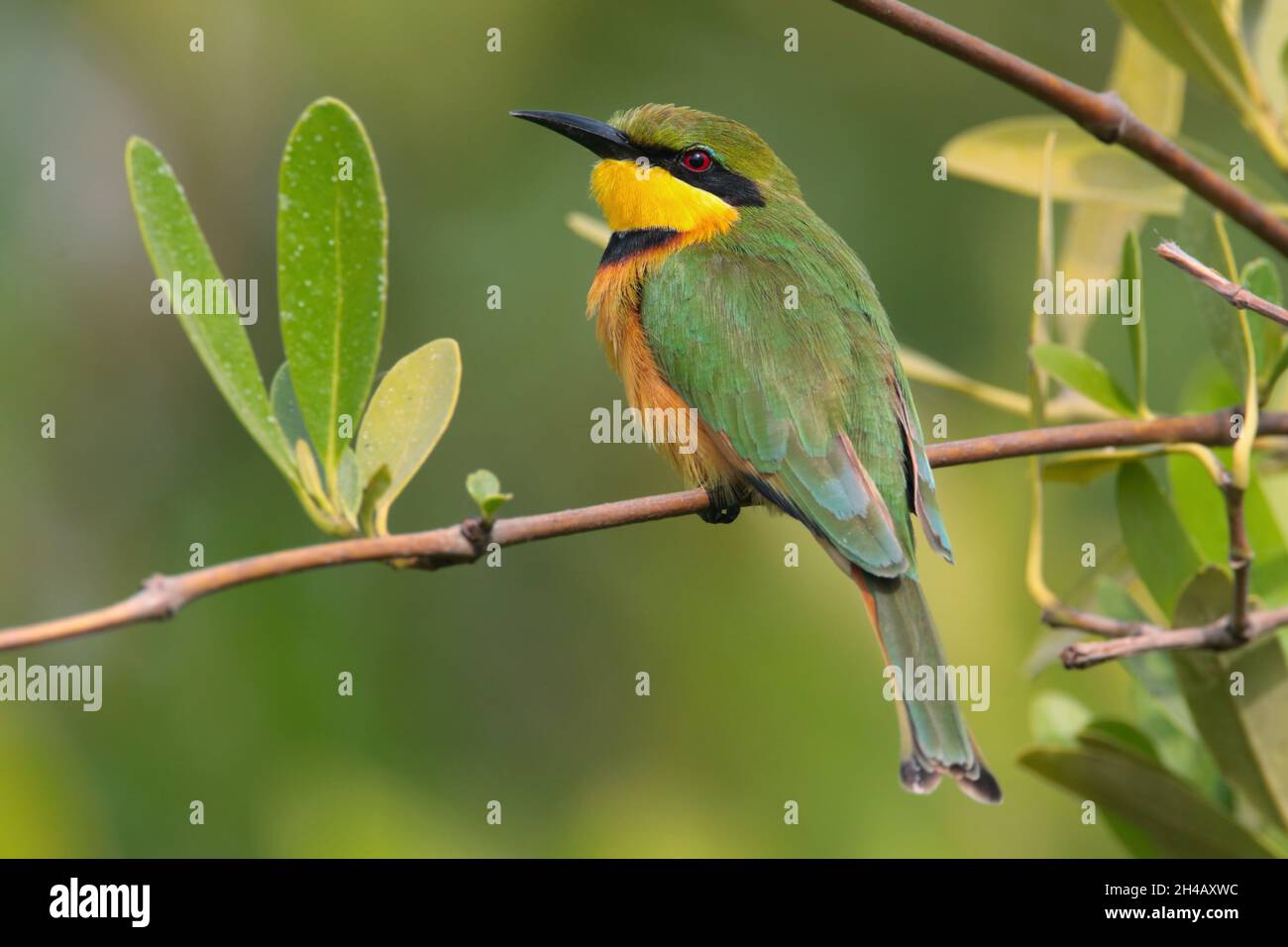 A single adult Little Bee-eater (Merops pusillus) perched in a tree in ...