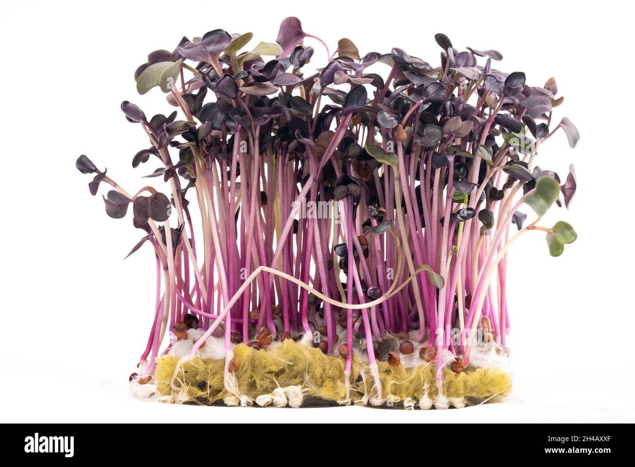 White background microgreens radish Cut Out Stock Images & Pictures - Alamy