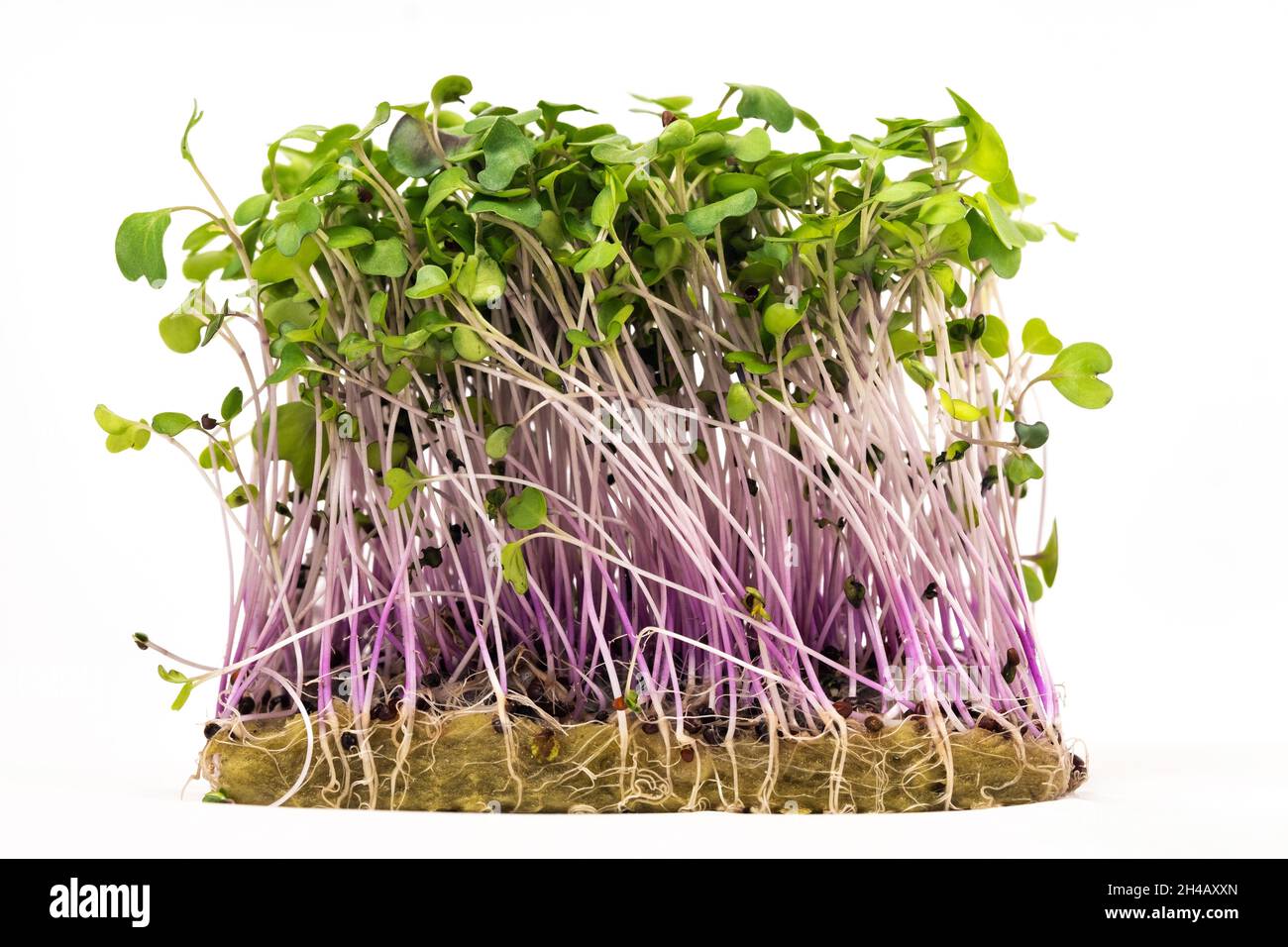 Micro-green seed seedlings on a white isolated background Stock Photo ...