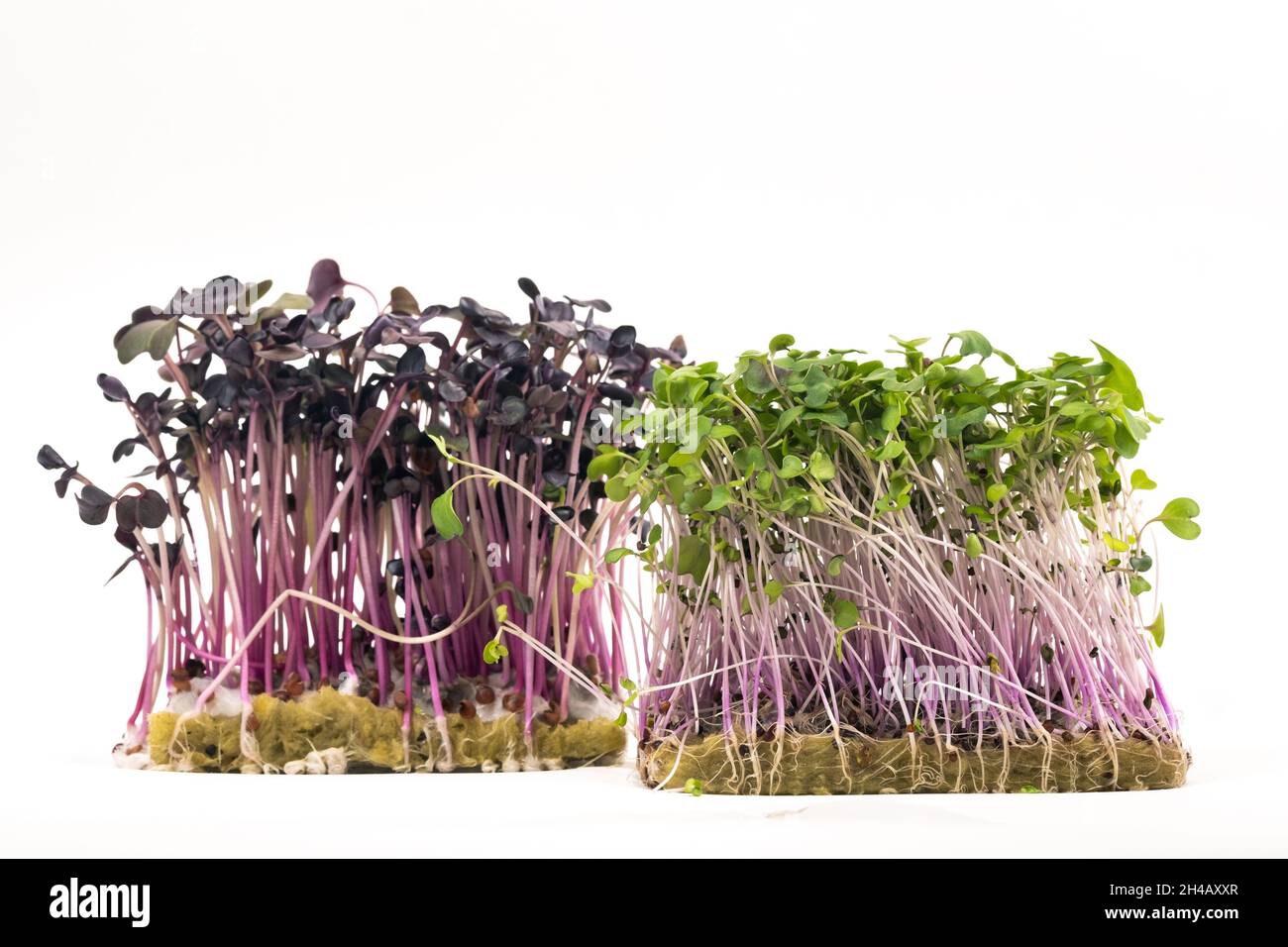 Micro-green seed seedlings on a white isolated background Stock Photo ...