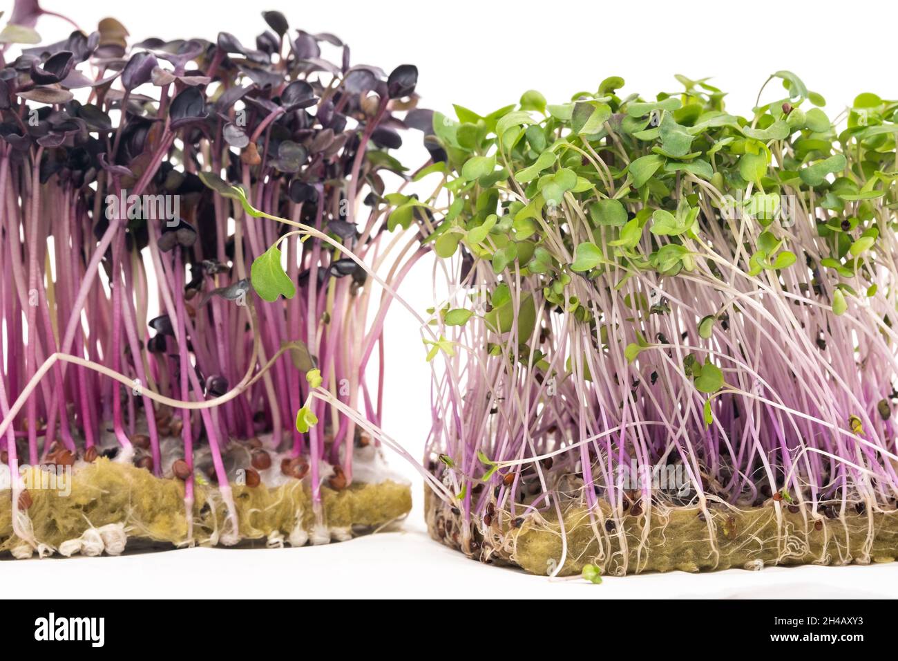 Micro-green seed seedlings on a white isolated background Stock Photo ...
