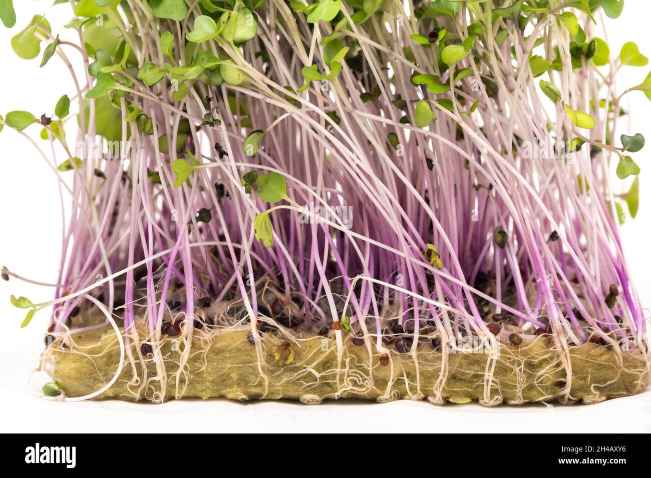 Micro-green seed seedlings on a white isolated background Stock Photo ...