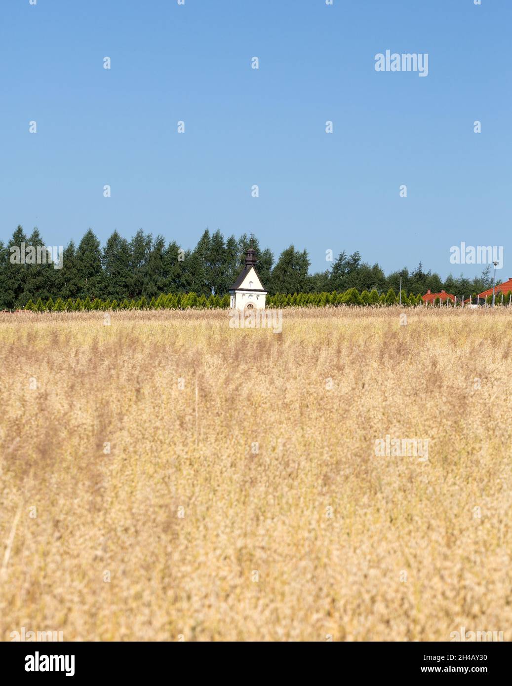 golden wheat in a farm field Stock Photo - Alamy