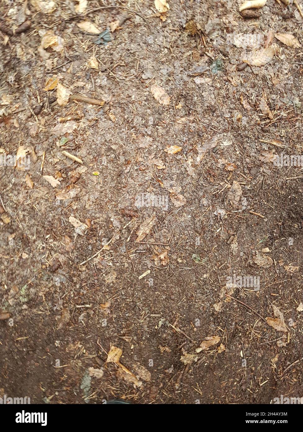Wet ground with autumn leaves Stock Photo - Alamy