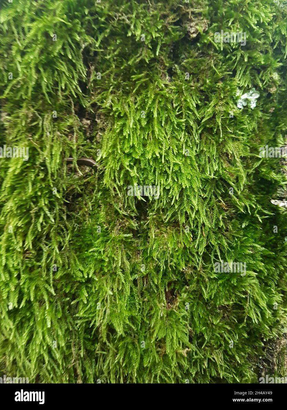 Vertical shot of fresh green moss Stock Photo - Alamy