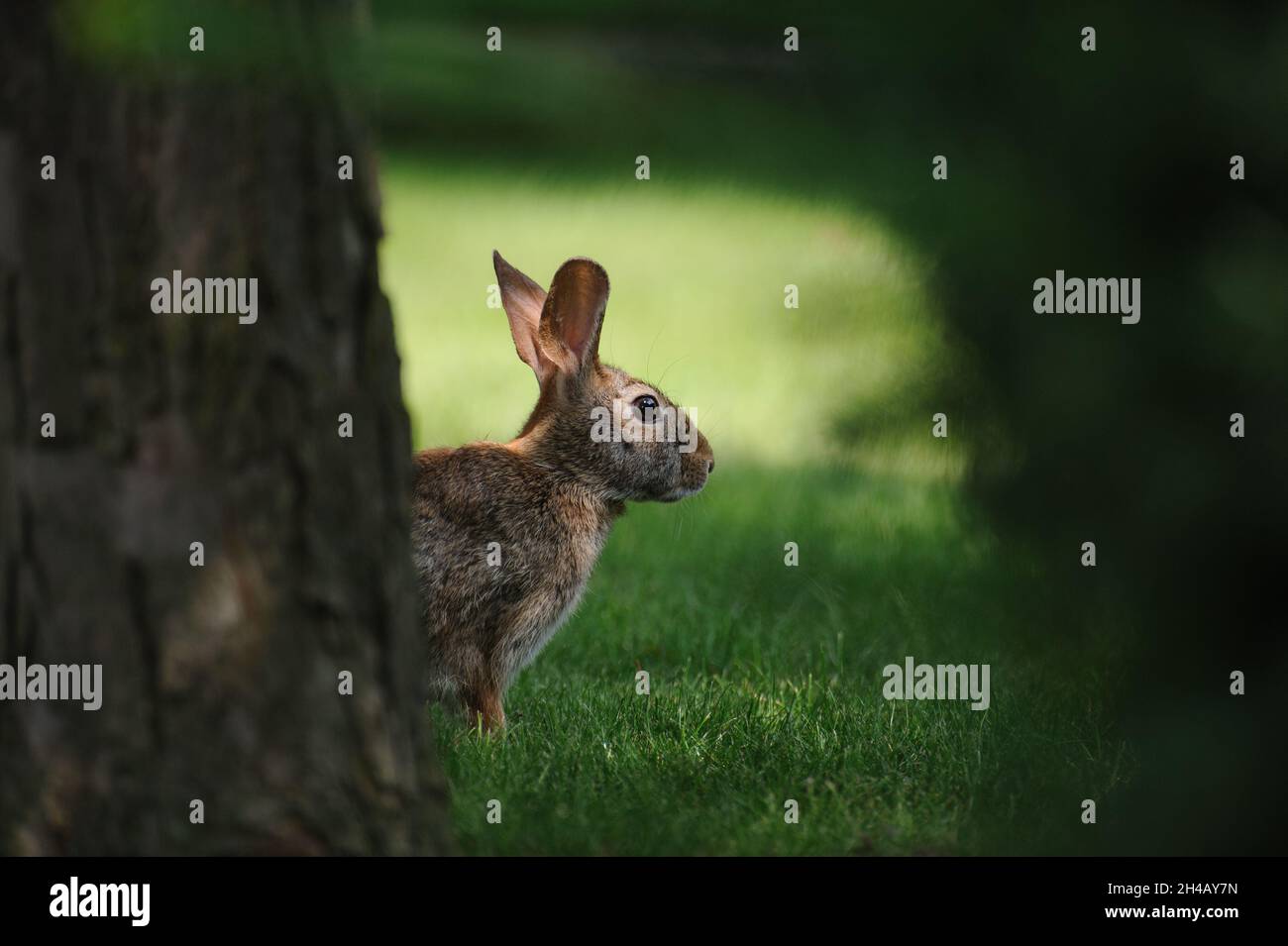 Closeup shot of an adorable brown rabbit in a forest Stock Photo - Alamy