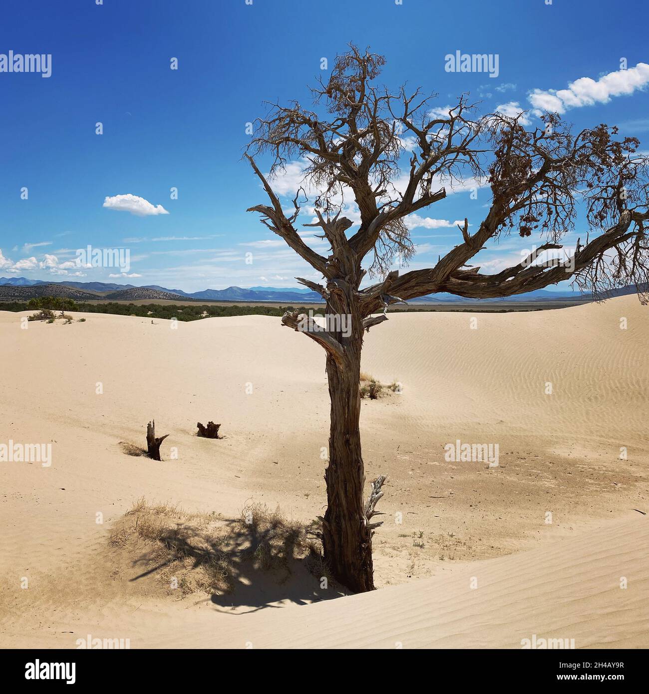Deserted area with sand dunes and dried trees Stock Photo - Alamy