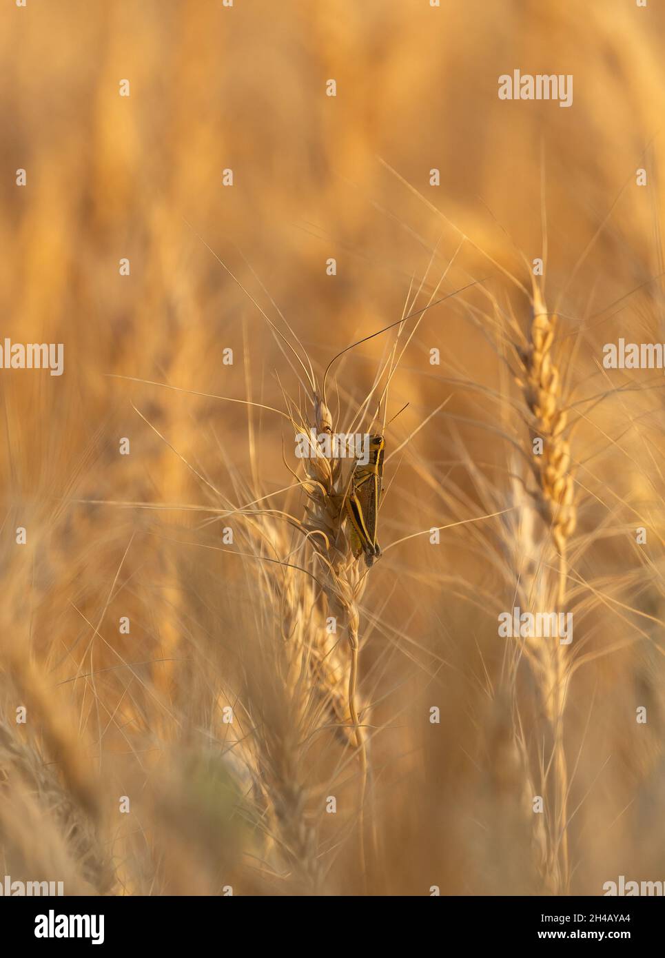 Vertical closeup shot of a grasshopper on a wheat plant Stock Photo - Alamy