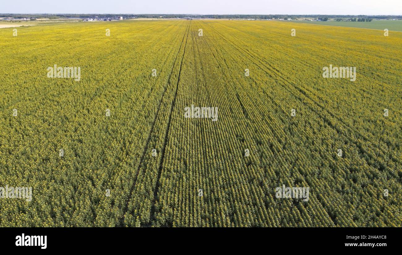 Aerial view of a green cultivated field Stock Photo - Alamy