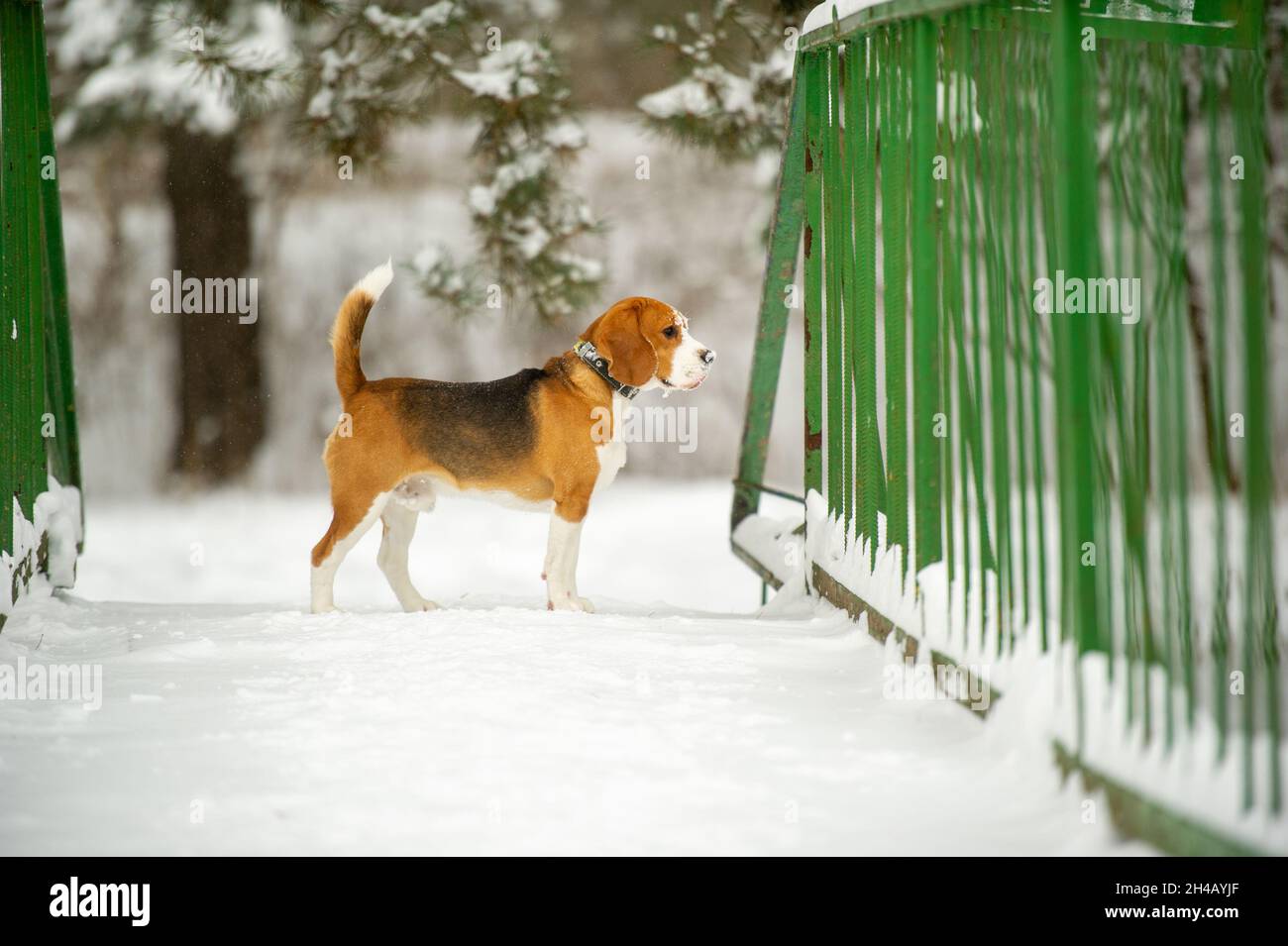 Beagle running in snow hi-res stock photography and images - Alamy